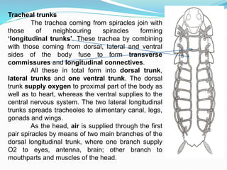 Lec. 19 respiretory system.ppt