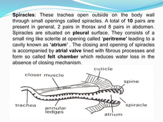 Lec. 19 respiretory system.ppt
