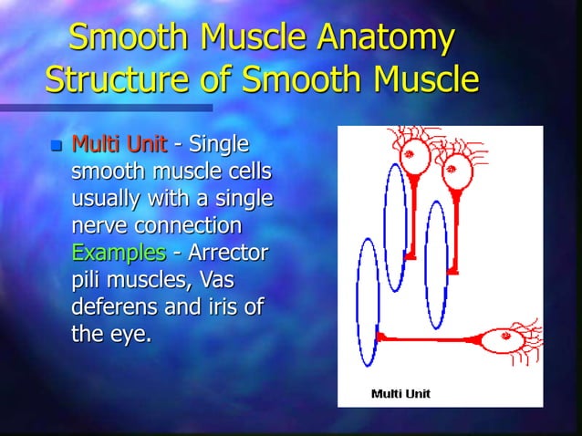 Lec. 21new - Smooth Muscle Anatomy.ppt | Biological Sciences | Science