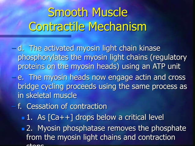 Lec. 21new - Smooth Muscle Anatomy.ppt | Biological Sciences | Science