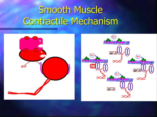 Lec. 21new - Smooth Muscle Anatomy.ppt | Biological Sciences | Science