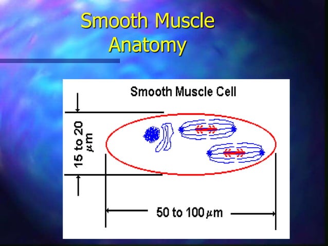Lec. 21new - Smooth Muscle Anatomy.ppt | Biological Sciences | Science