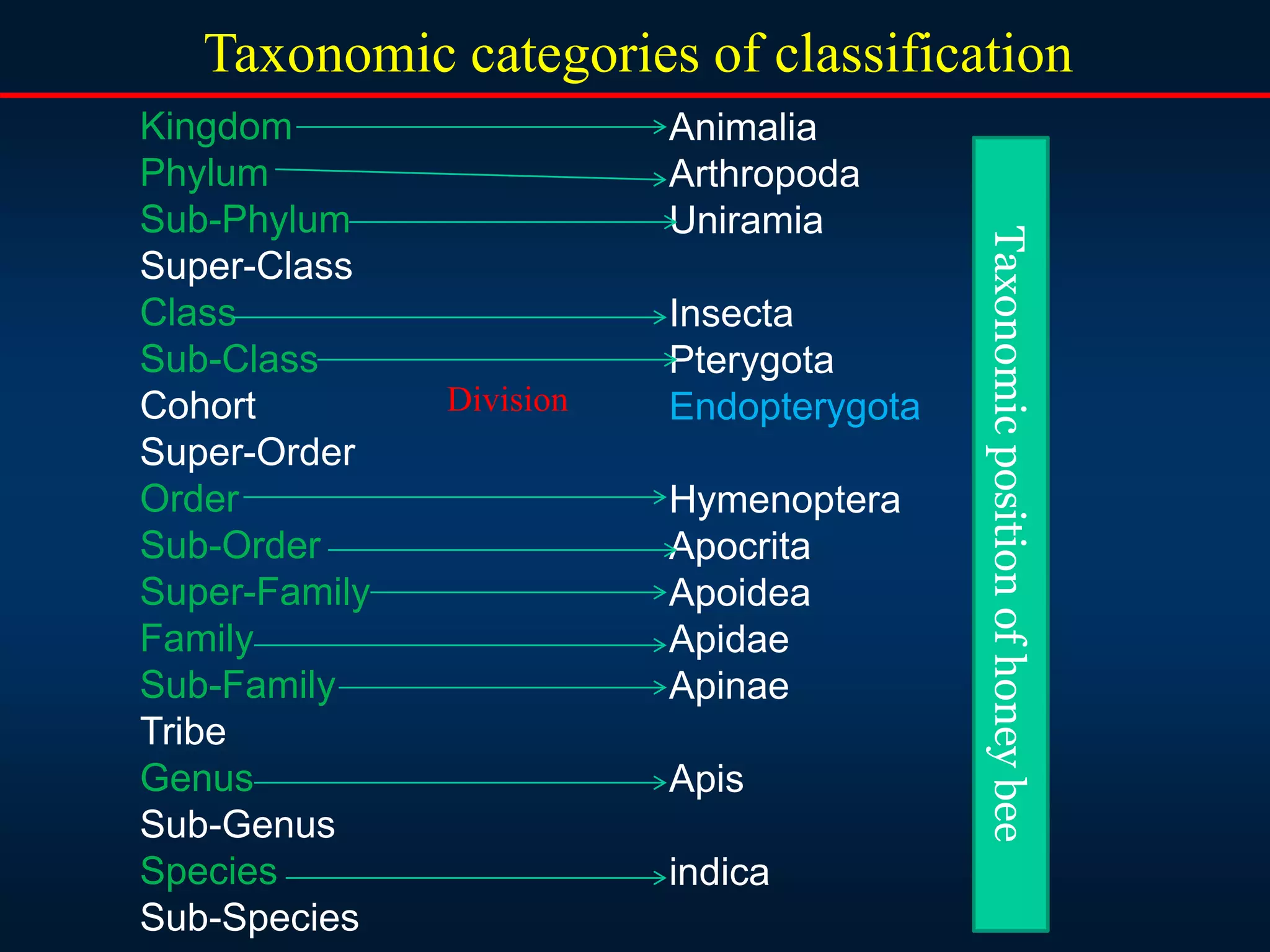 Lec. 34 Classification of class insecta.ppt