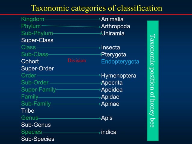 Lec. 34 Classification of class insecta.ppt