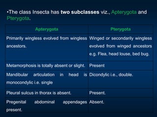 Lec. 34 Classification of class insecta.ppt