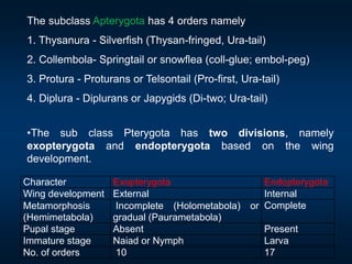 Lec. 34 Classification of class insecta.ppt