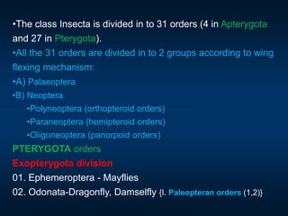 Lec. 34 Classification of class insecta.ppt