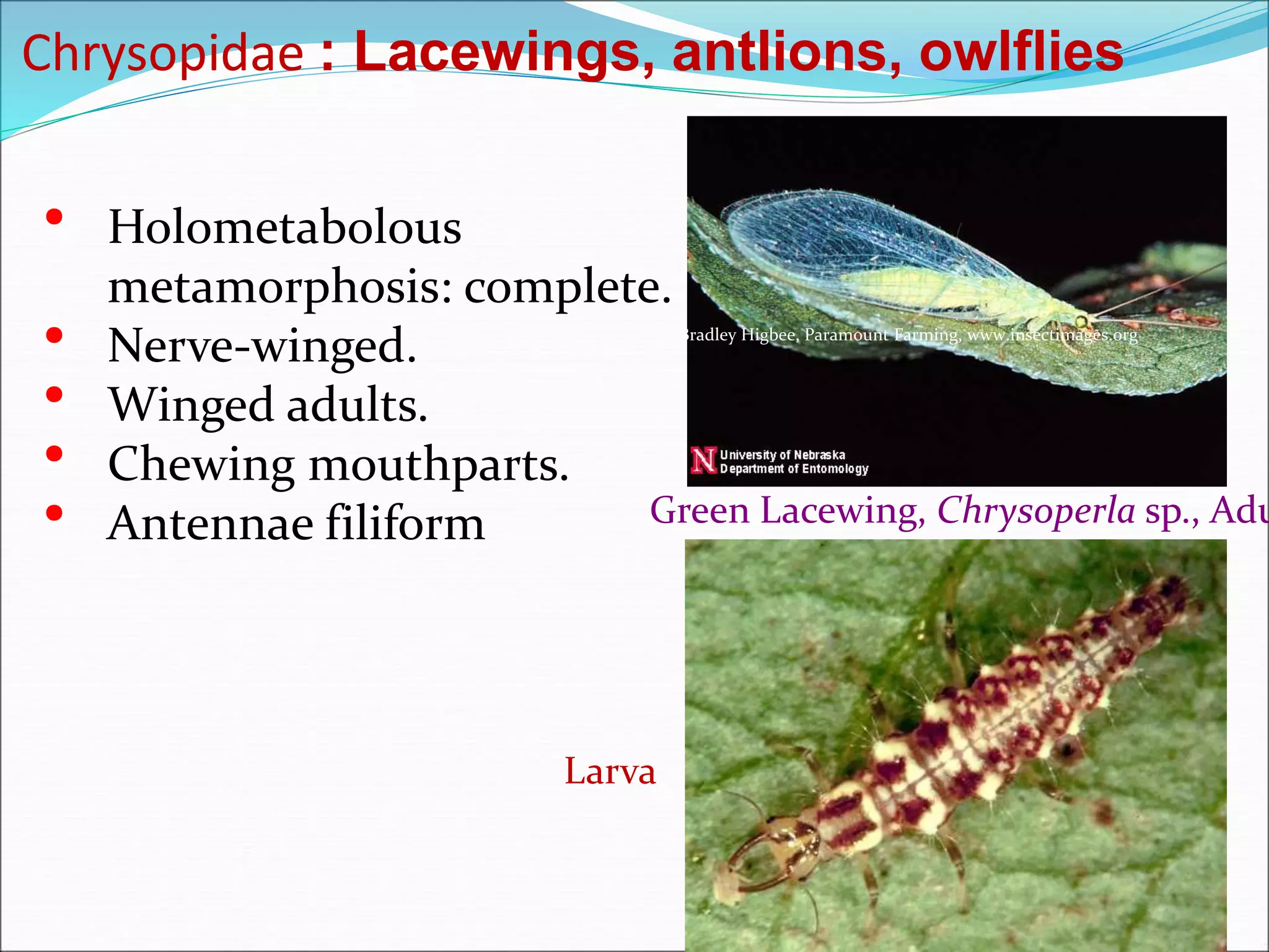 Lec. 34 Classification of class Insecta upto Orders.ppt
