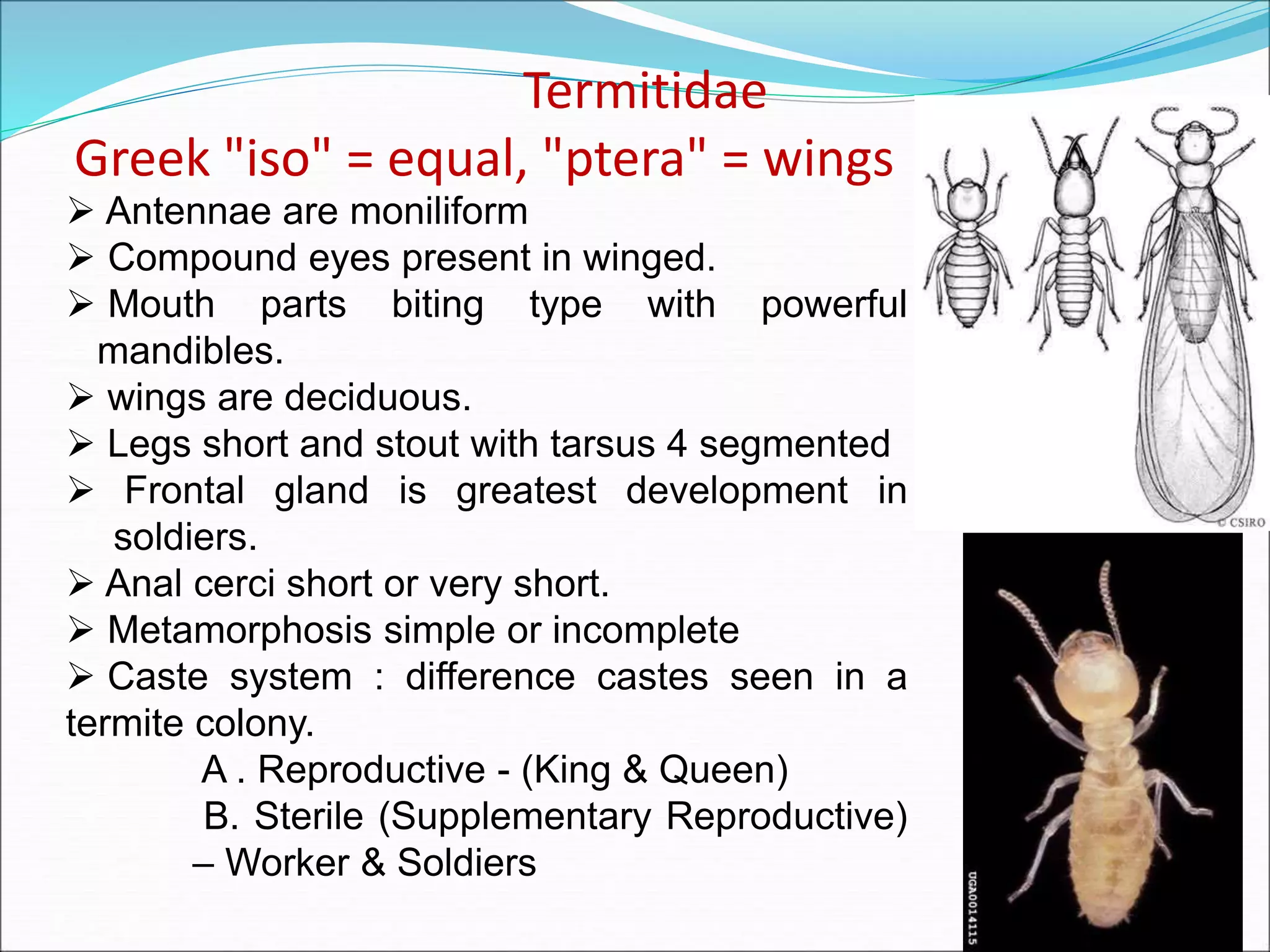 Lec. 34 Classification of class Insecta upto Orders.ppt