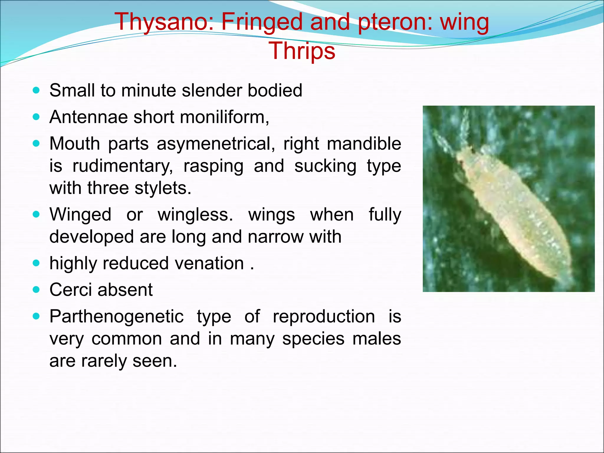 Lec. 34 Classification of class Insecta upto Orders.ppt