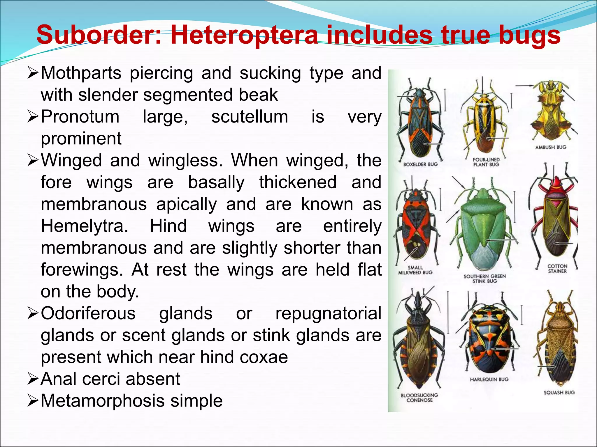 Lec. 34 Classification of class Insecta upto Orders.ppt