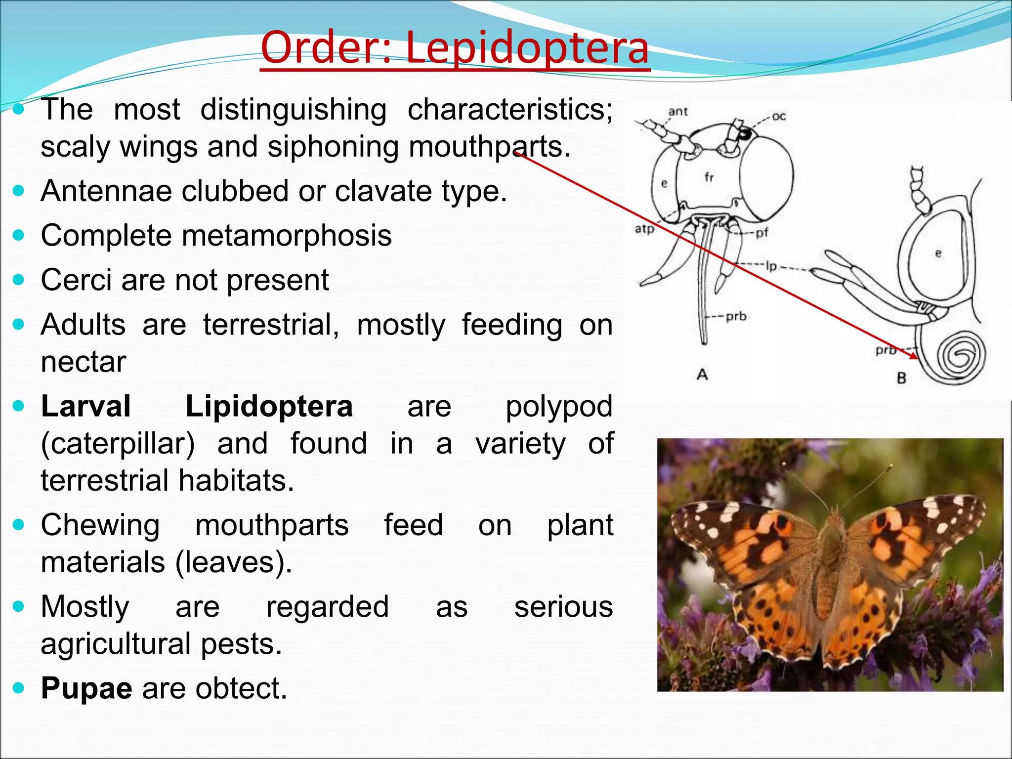 Lec. 34 Classification of class Insecta upto Orders.ppt