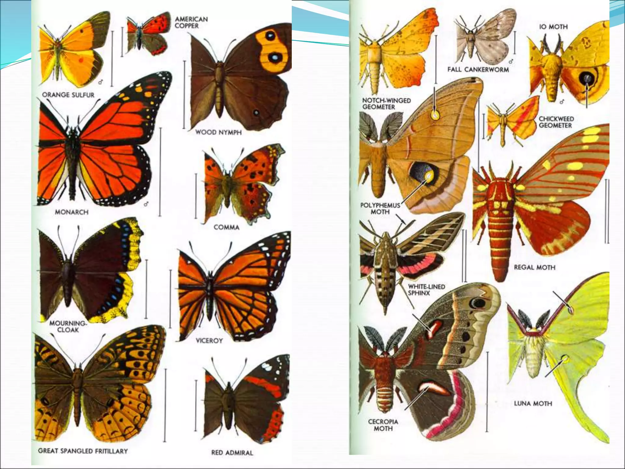 Lec. 34 Classification of class Insecta upto Orders.ppt