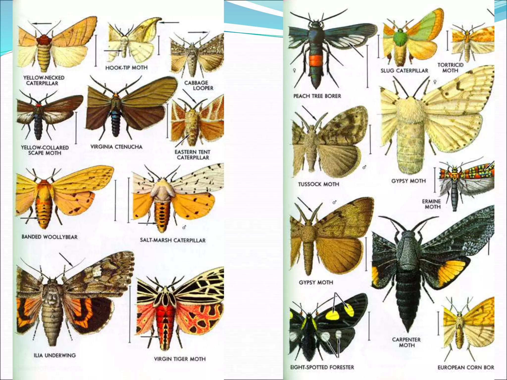Lec. 34 Classification of class Insecta upto Orders.ppt