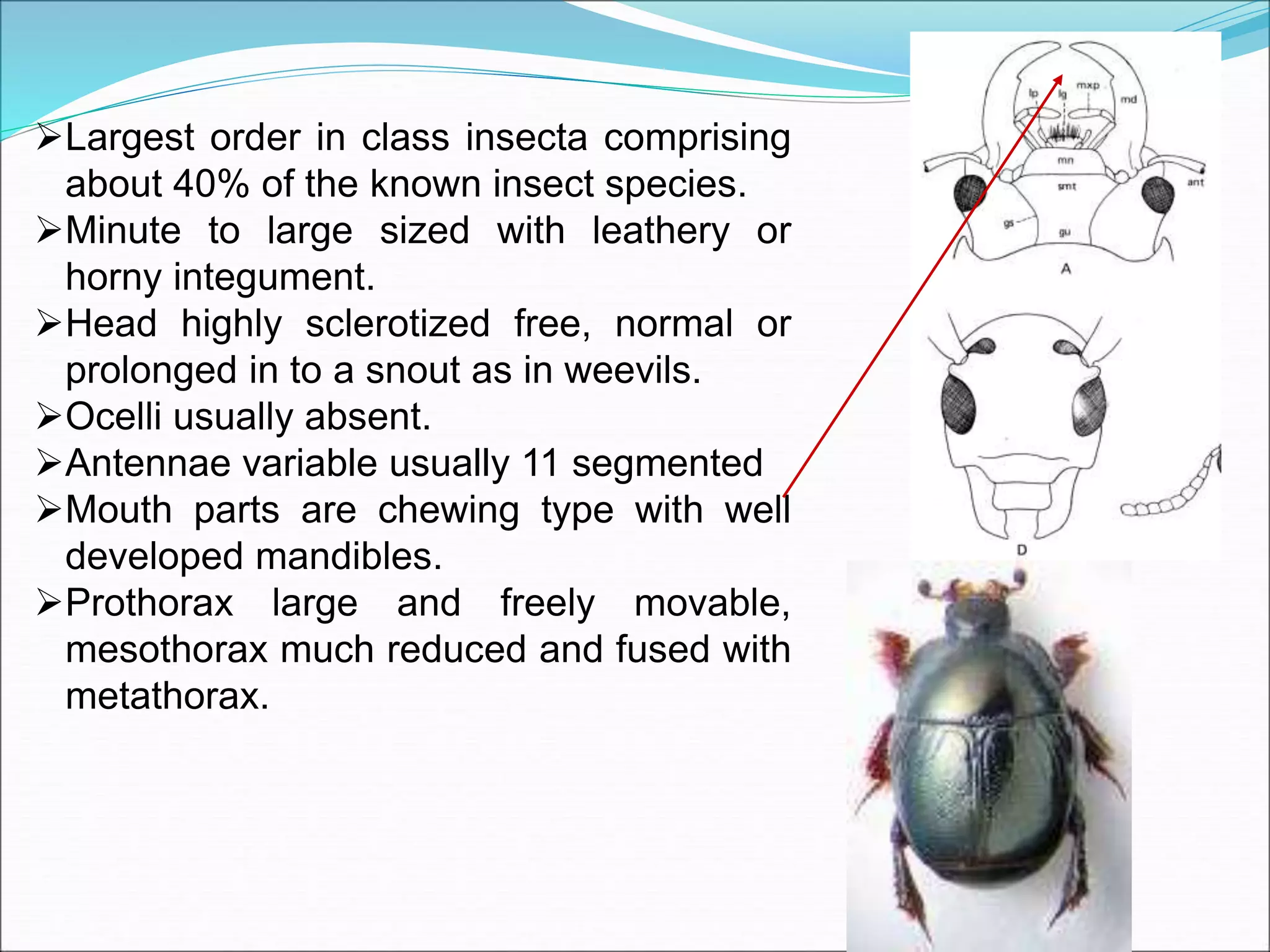 Lec. 34 Classification of class Insecta upto Orders.ppt