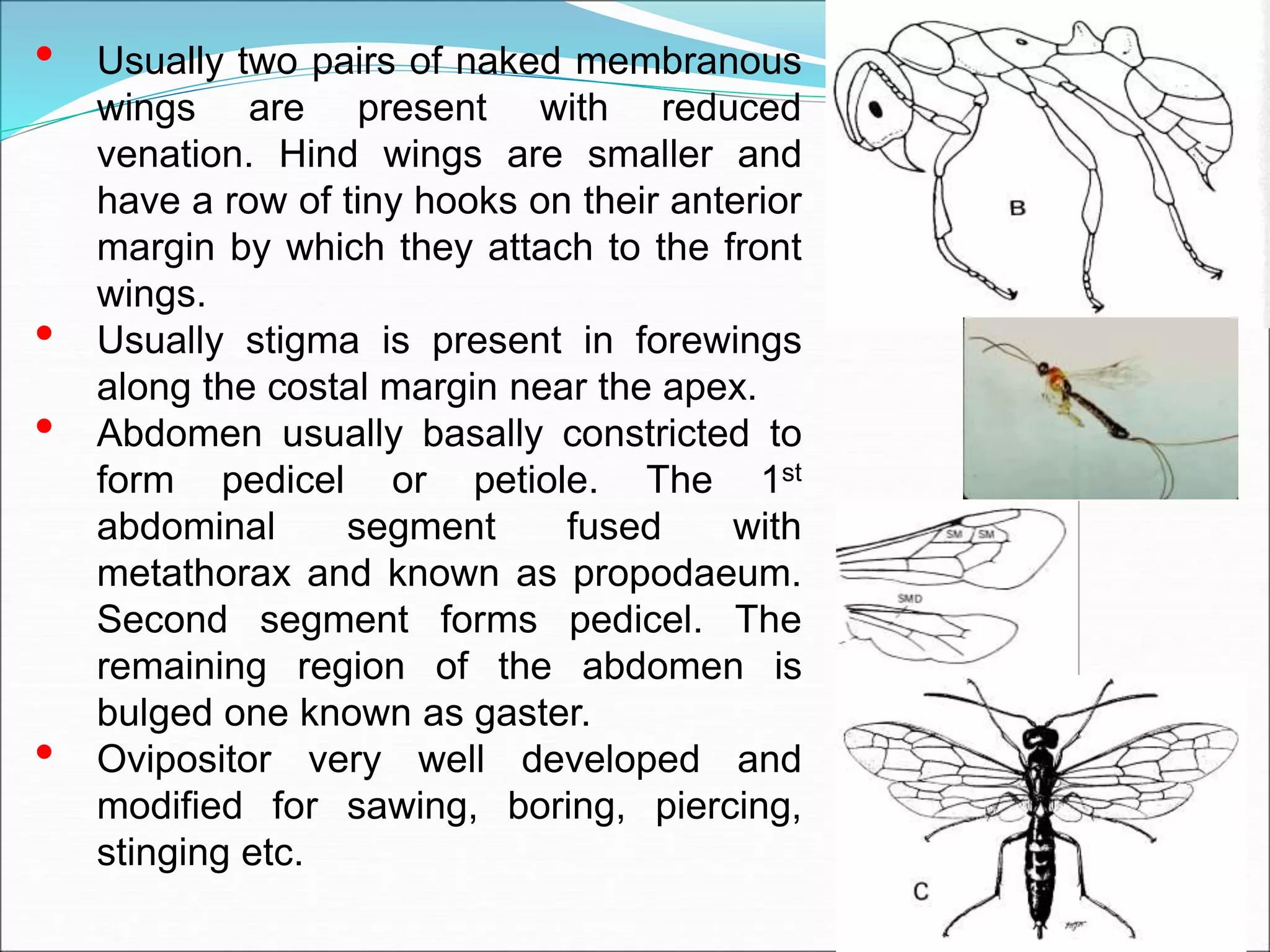 Lec. 34 Classification of class Insecta upto Orders.ppt