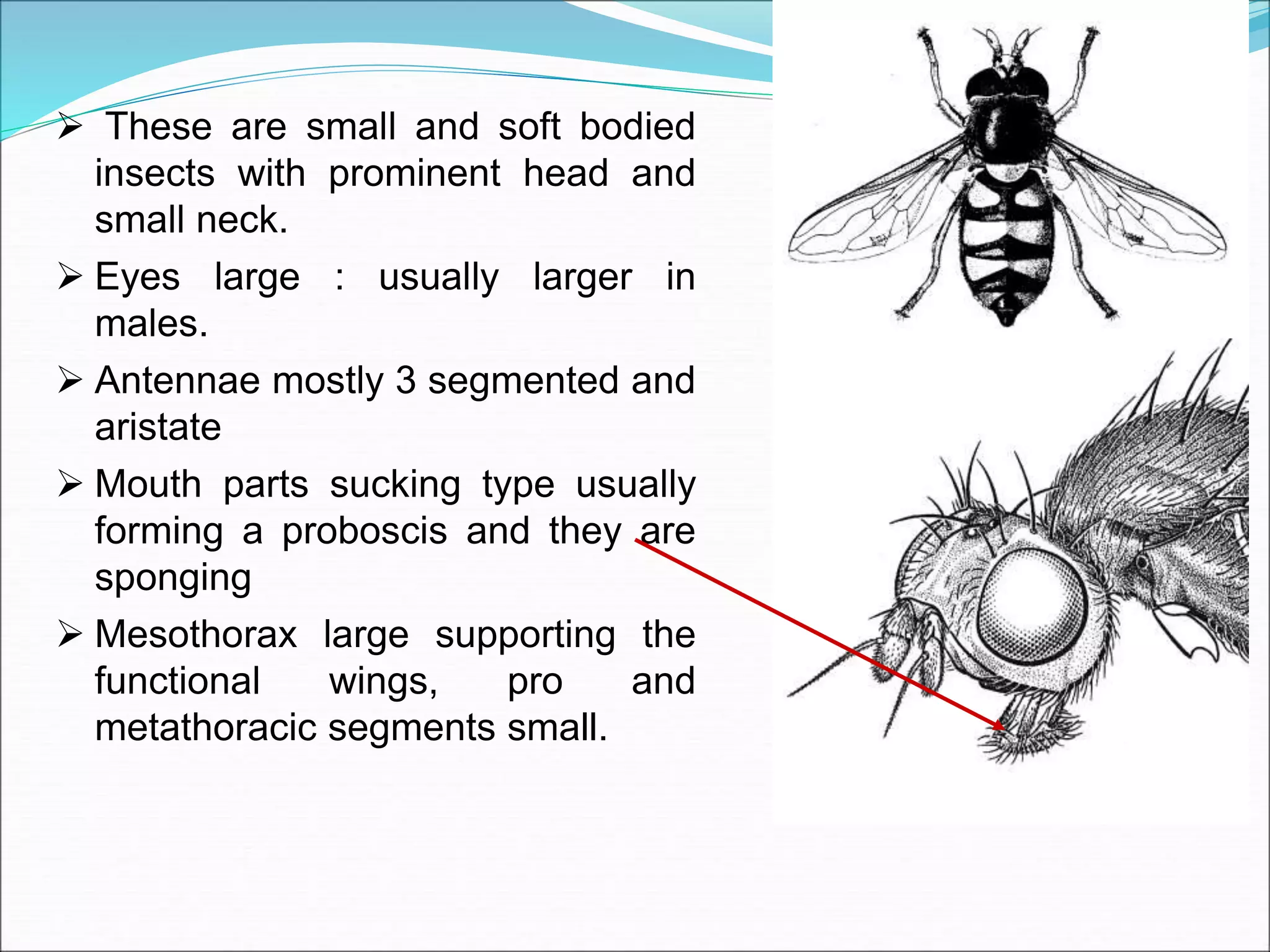 Lec. 34 Classification of class Insecta upto Orders.ppt