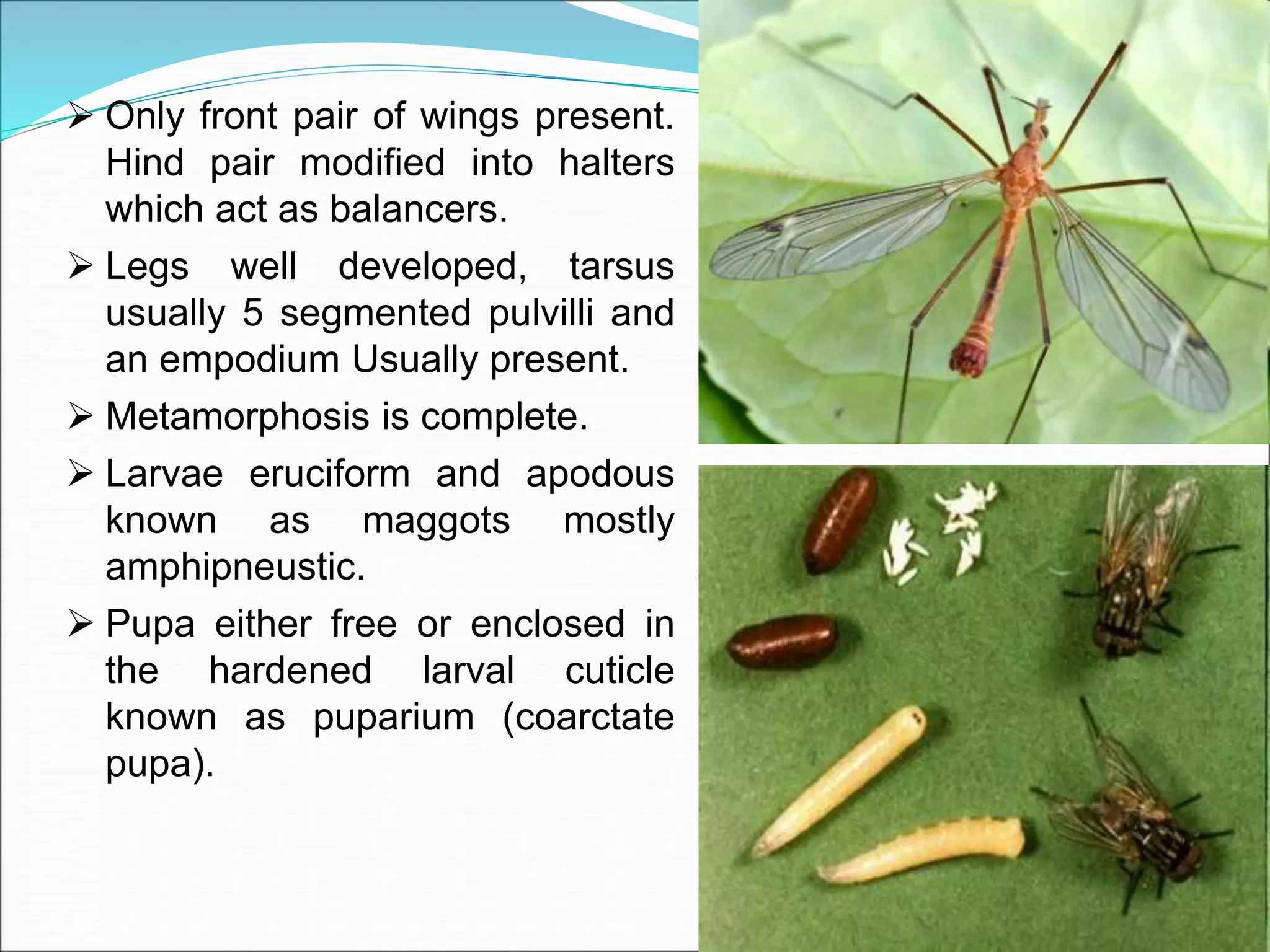 Lec. 34 Classification of class Insecta upto Orders.ppt