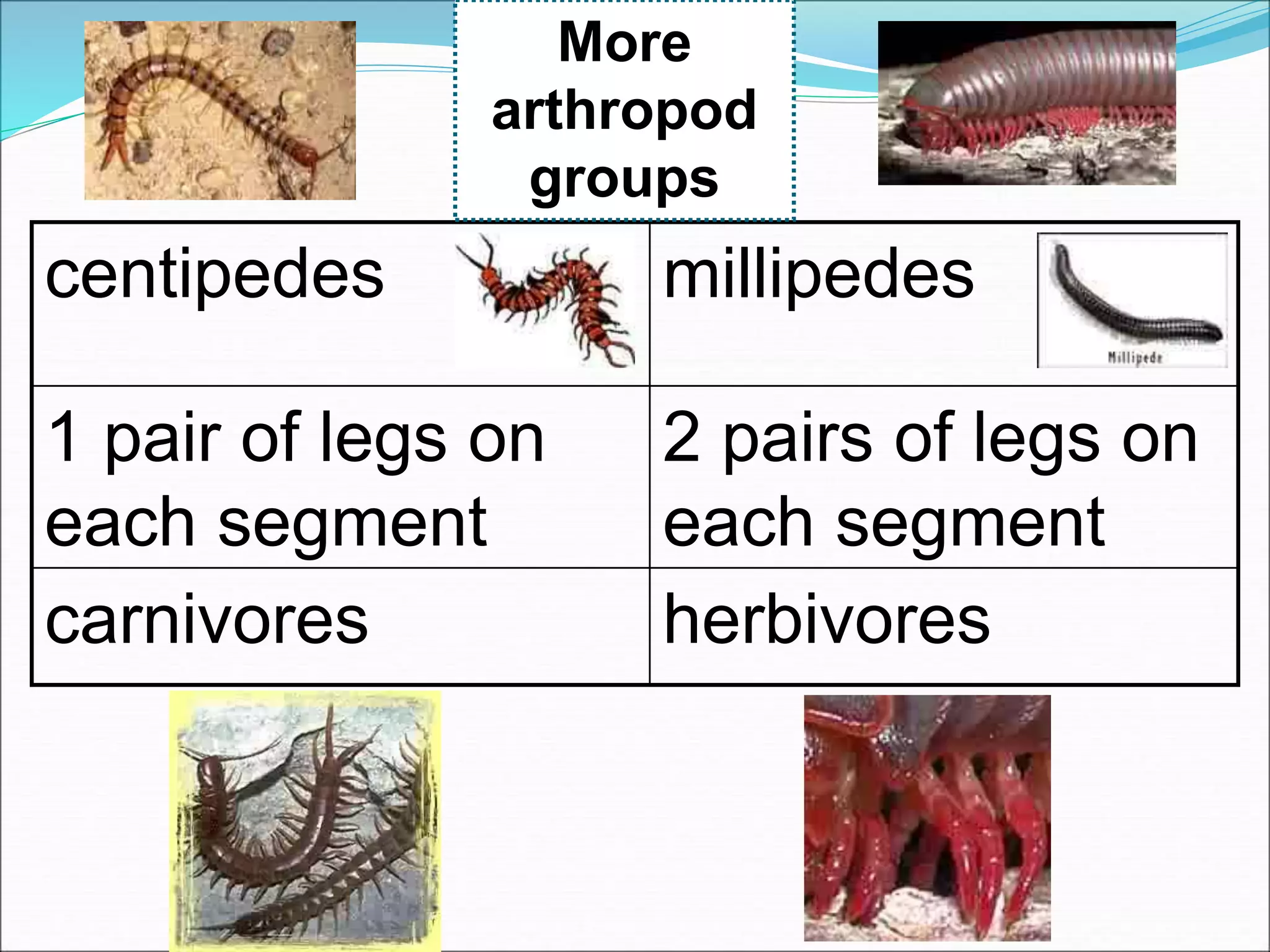 Lec. 34 Classification of class Insecta upto Orders.ppt
