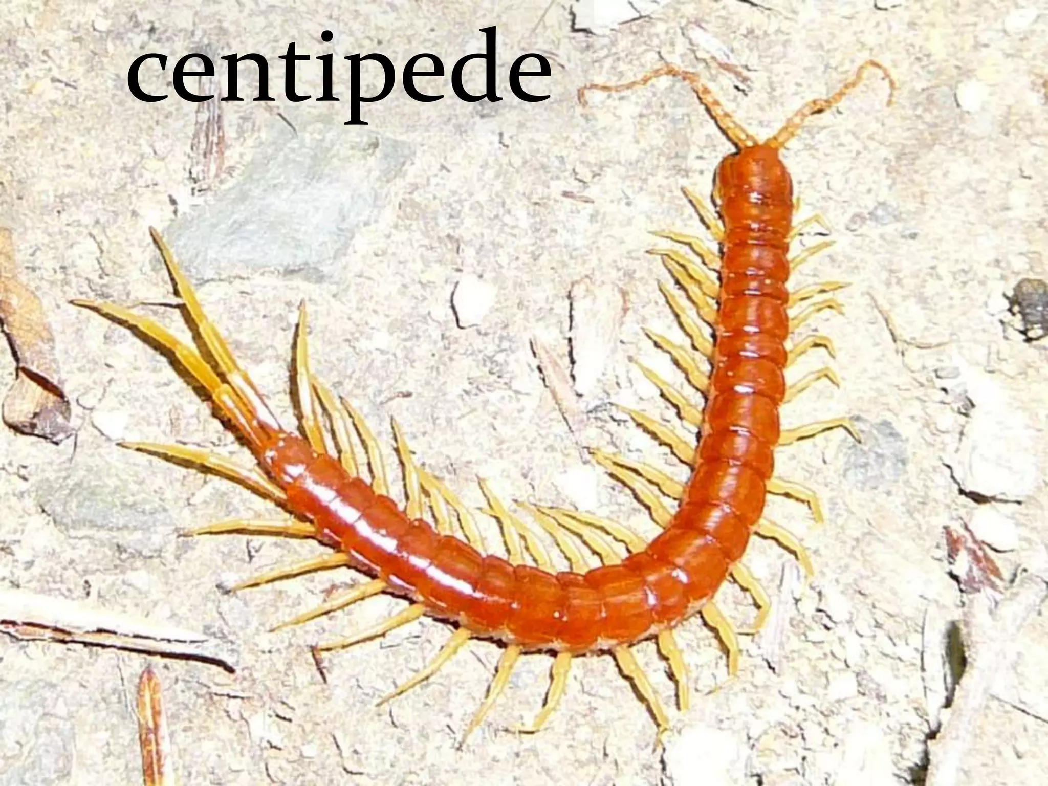 Lec. 34 Classification of class Insecta upto Orders.ppt