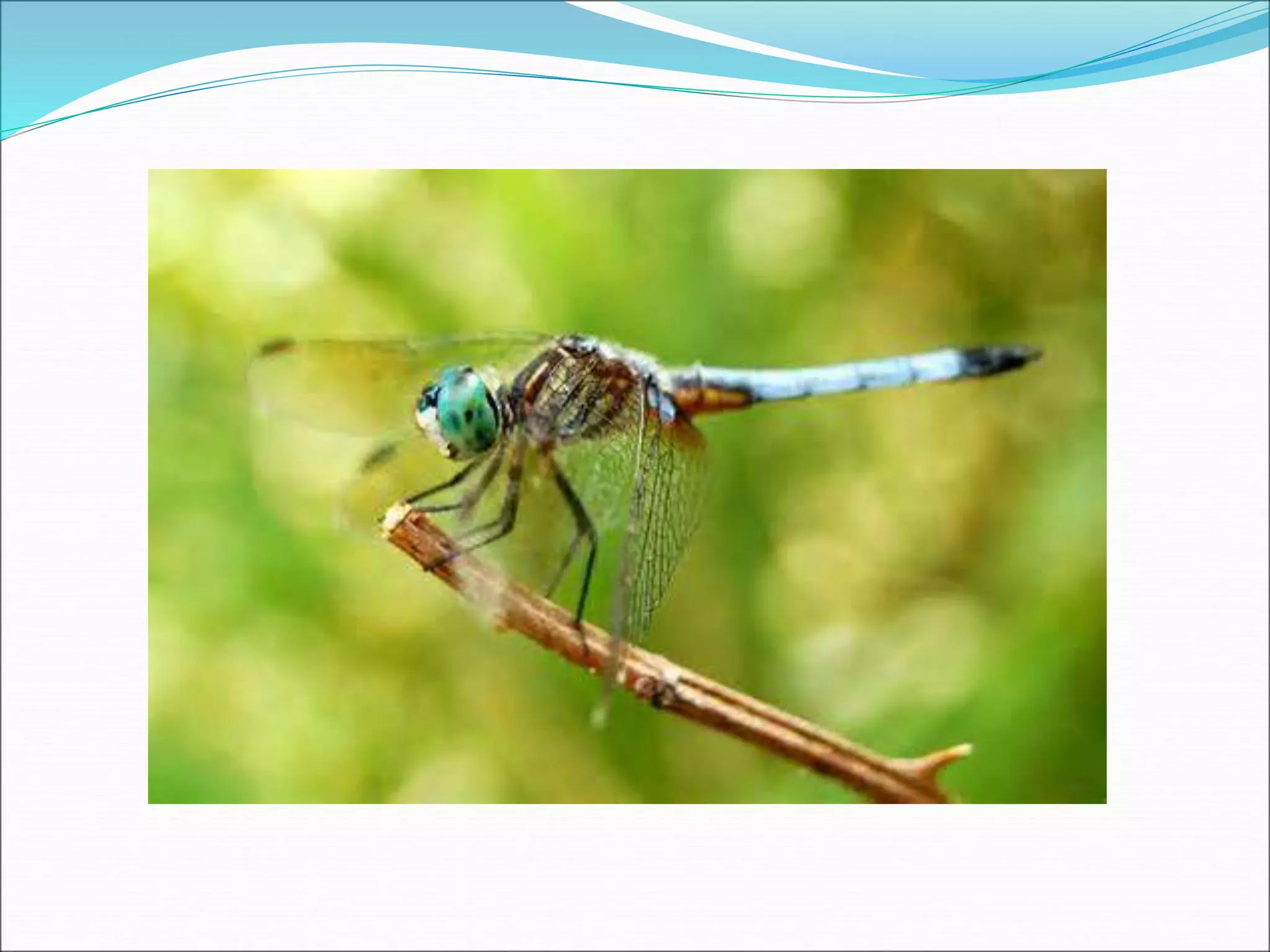 Lec. 34 Classification of class Insecta upto Orders.ppt