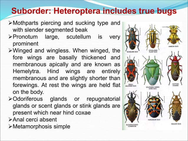 Lec. 34 Classification of class Insecta upto Orders.ppt | Birdwatching ...