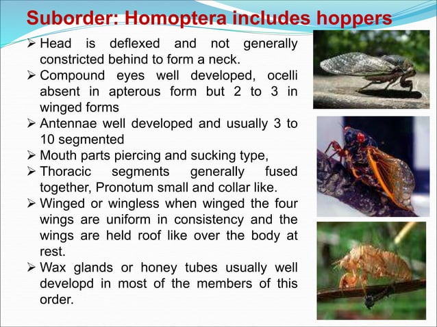 Lec. 34 Classification of class Insecta upto Orders.ppt | Birdwatching ...