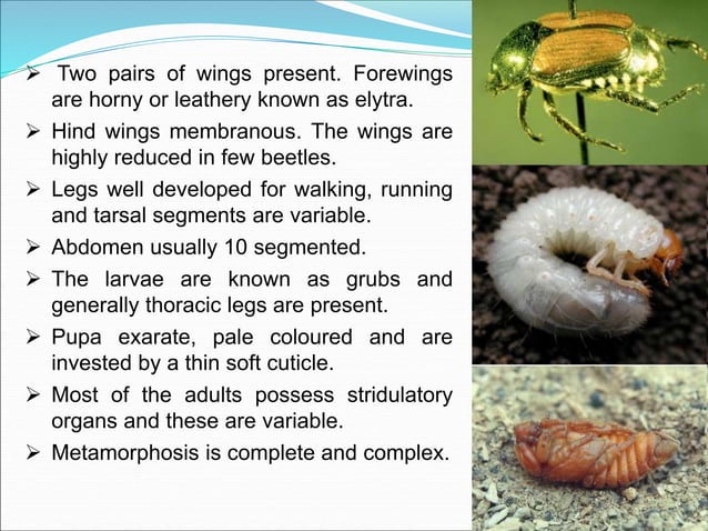 Lec. 34 Classification of class Insecta upto Orders.ppt | Birdwatching ...