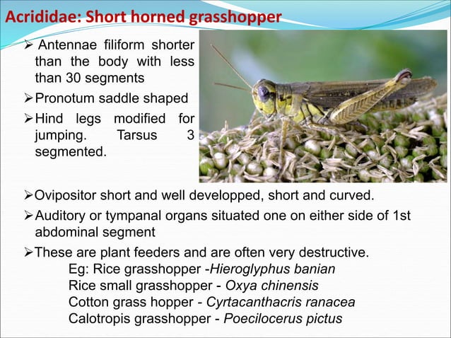 Lec. 34 Classification of class Insecta upto Orders.ppt | Birdwatching ...