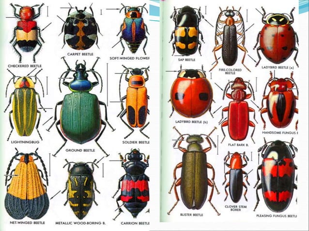 Lec. 34 Classification of class Insecta upto Orders.ppt | Birdwatching ...