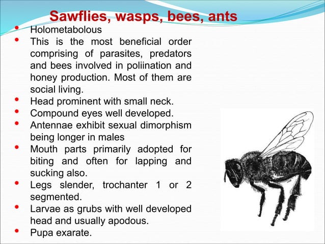 Lec. 34 Classification of class Insecta upto Orders.ppt | Birdwatching ...