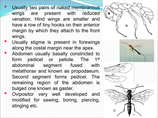 Lec. 34 Classification of class Insecta upto Orders.ppt | Birdwatching ...
