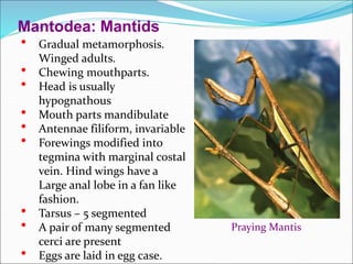 Lec. 34 Classification of class Insecta upto Orders.ppt