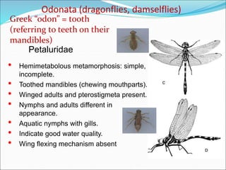 Lec. 34 Classification of class Insecta upto Orders.ppt