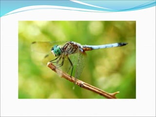 Lec. 34 Classification of class Insecta upto Orders.ppt