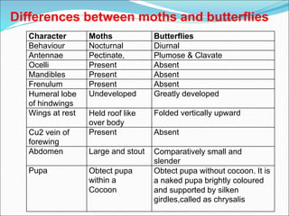 Lec. 34 Classification of class Insecta upto Orders.ppt