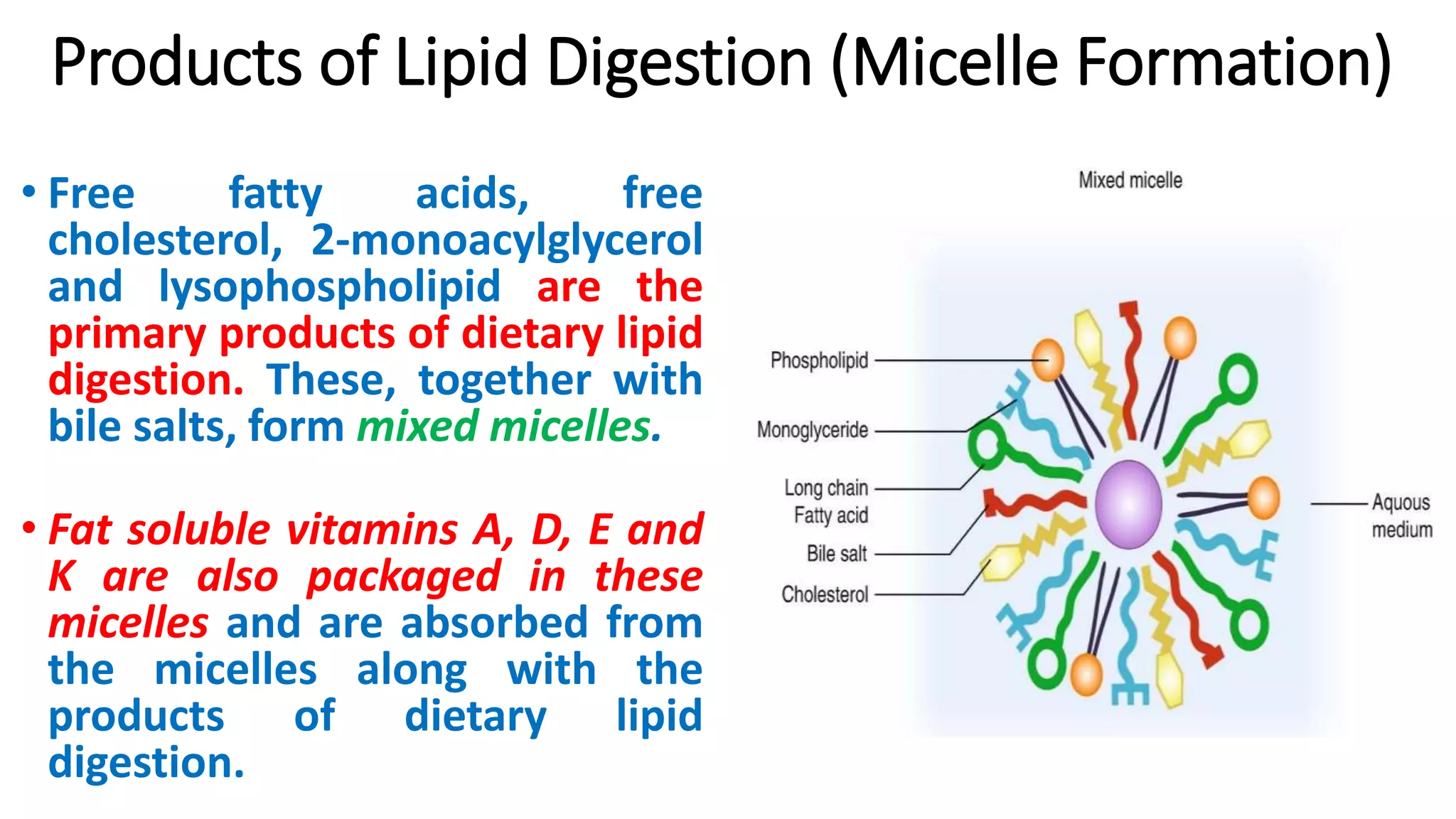 Lipid metabolism | PPTX
