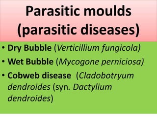 Lec. 9 diseases of mushrooms.pptx