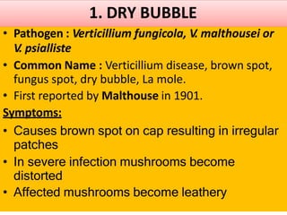 Lec. 9 diseases of mushrooms.pptx