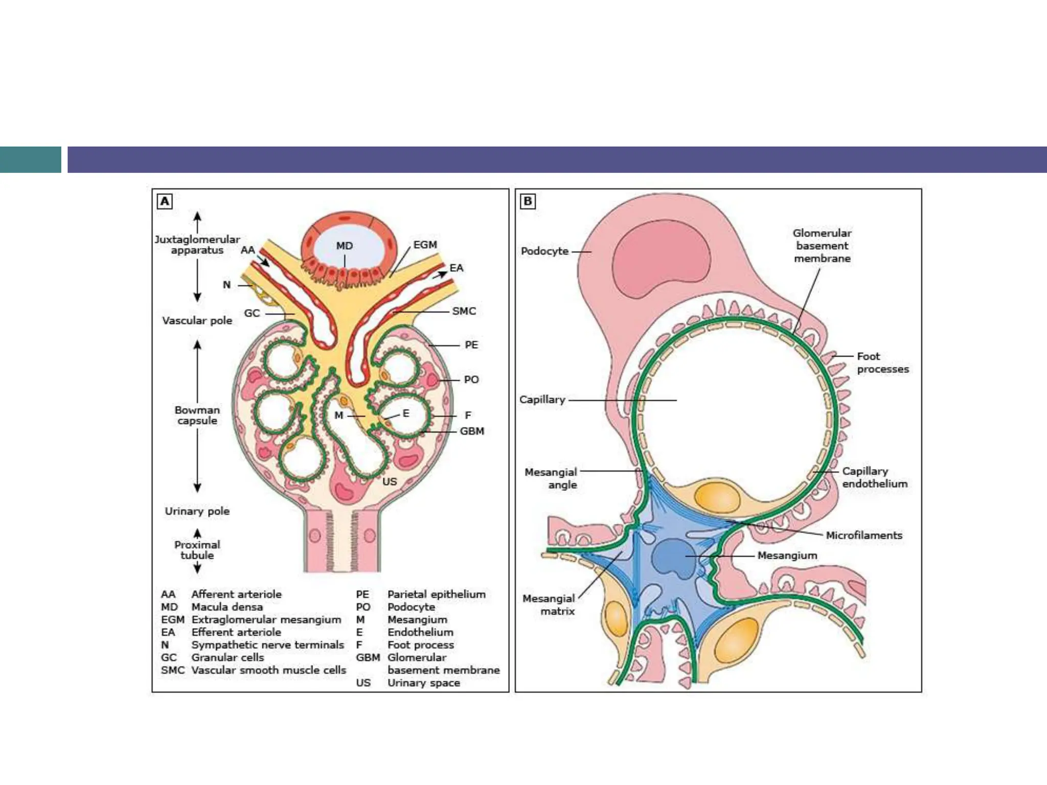 Lec. Glomerular disease (1) (2).pptx