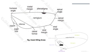 lec. insect wing.pptx