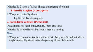 lec. insect wing.pptx