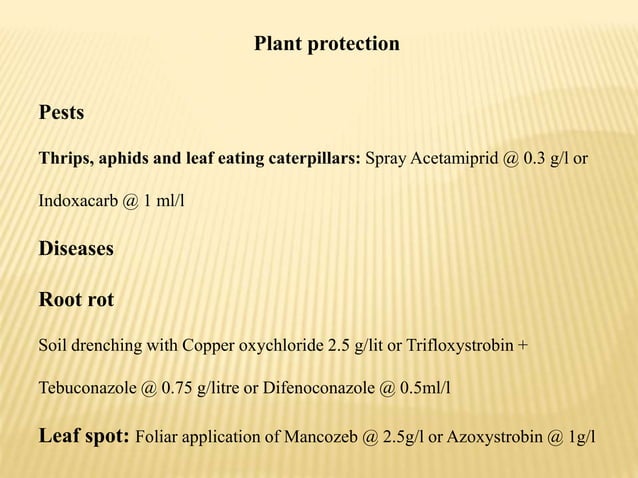 Lec.8.1. Chrysanthemum.pptx
