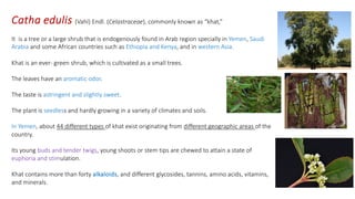 Khat (Catha Edulis) Phytochemical Prospective and drug abuse.pdf