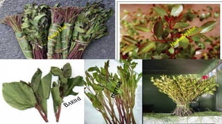Khat (Catha Edulis) Phytochemical Prospective and drug abuse.pdf