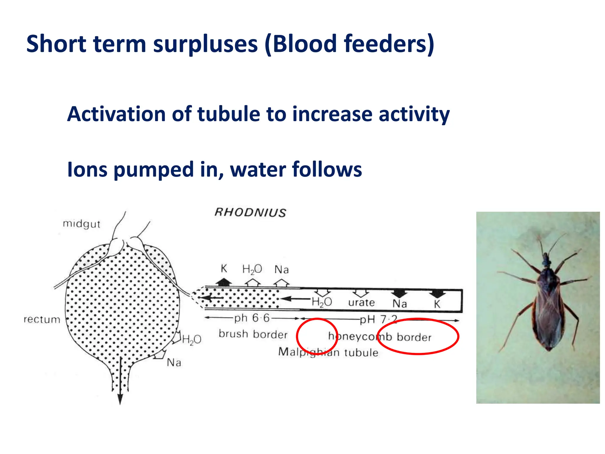 Lec. 9 - Malpighian tubules - accessory excretory organs and physiology ...