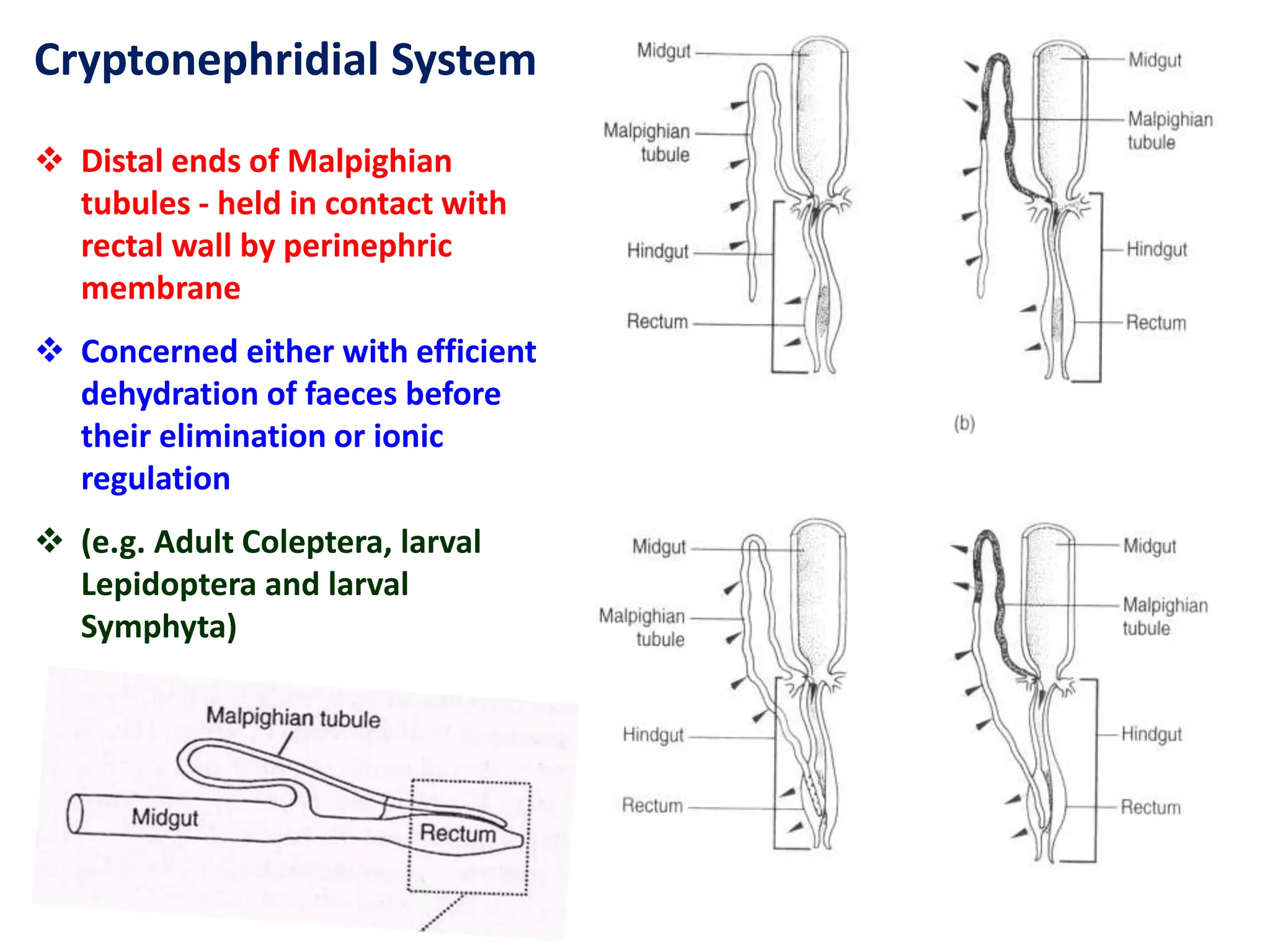 Lec. 9 - Malpighian tubules - accessory excretory organs and physiology ...