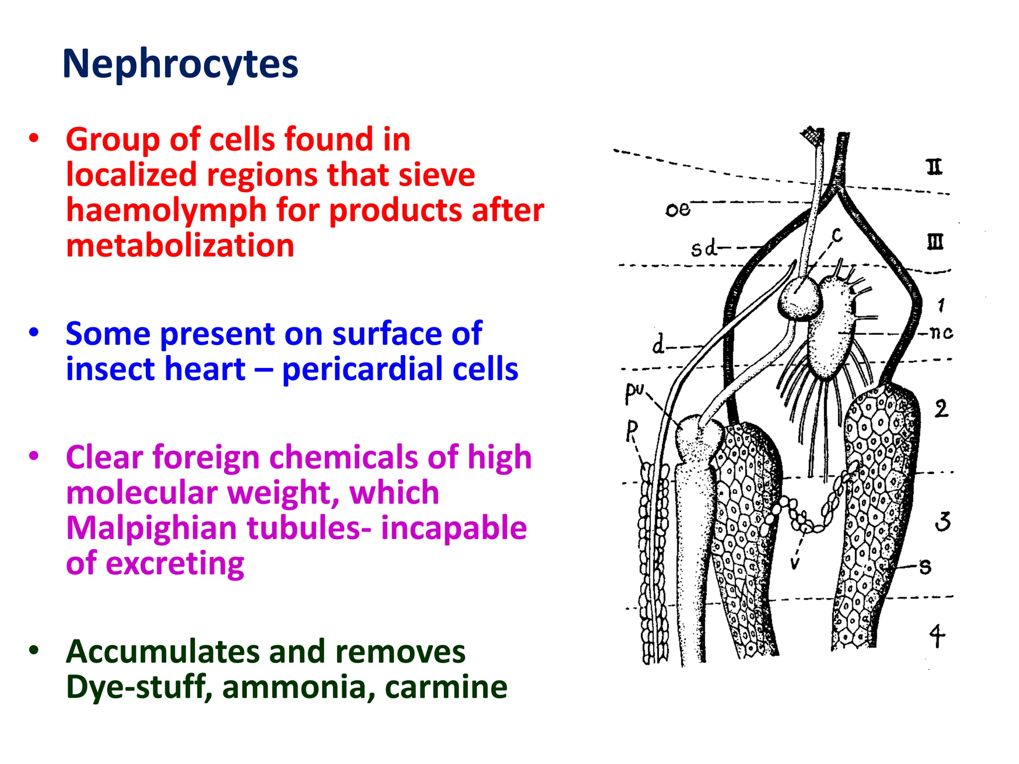 Lec. 9 - Malpighian tubules - accessory excretory organs and physiology ...