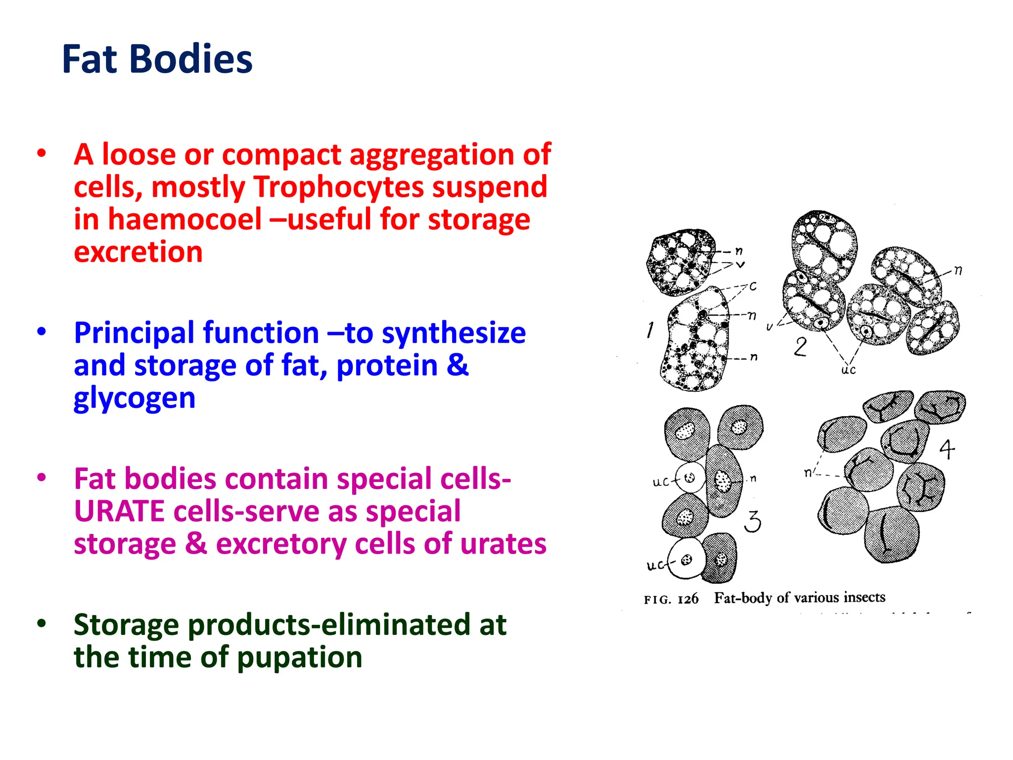 Lec. 9 - Malpighian tubules - accessory excretory organs and physiology ...