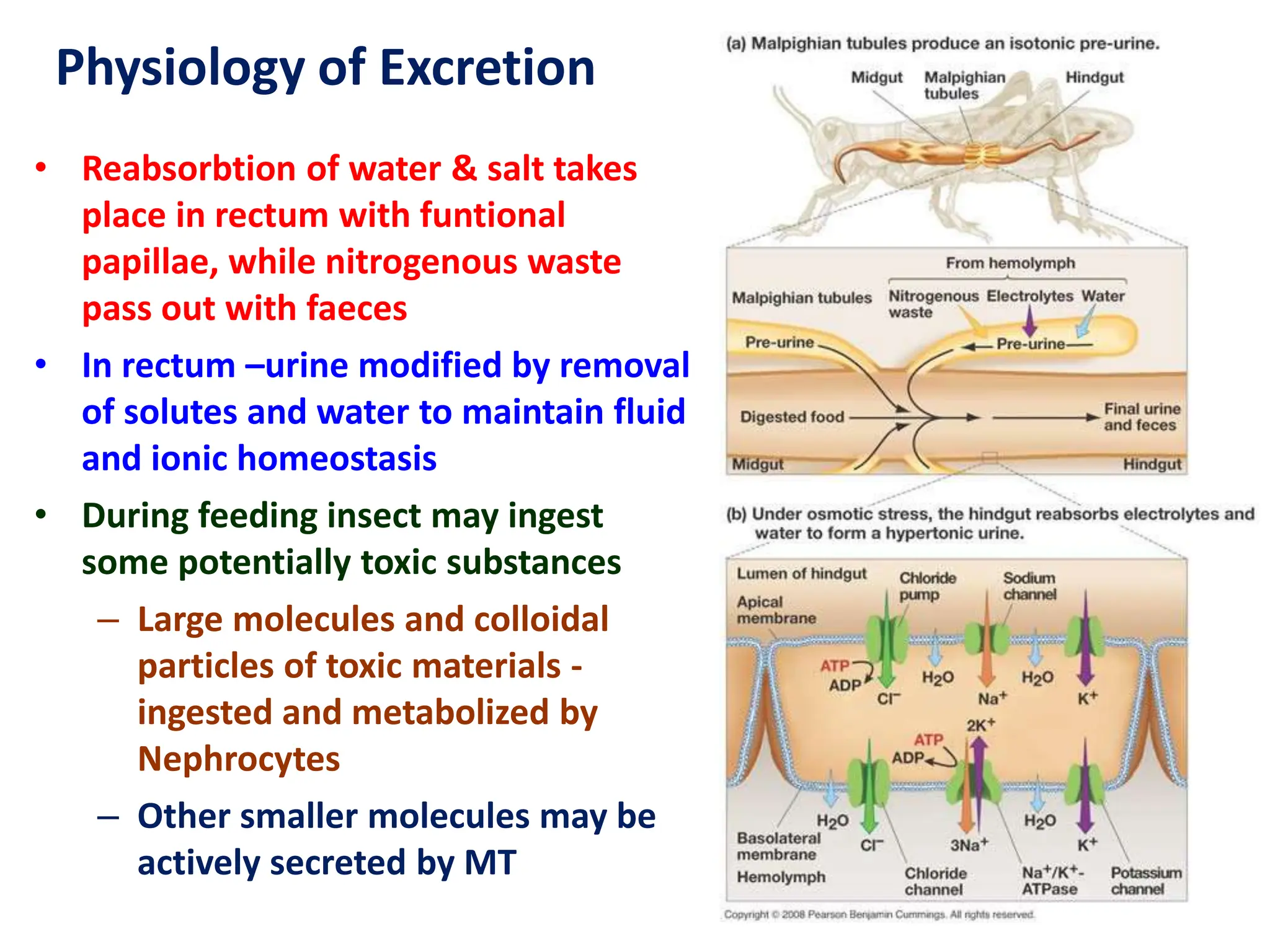 Lec. 9 - Malpighian tubules - accessory excretory organs and physiology ...